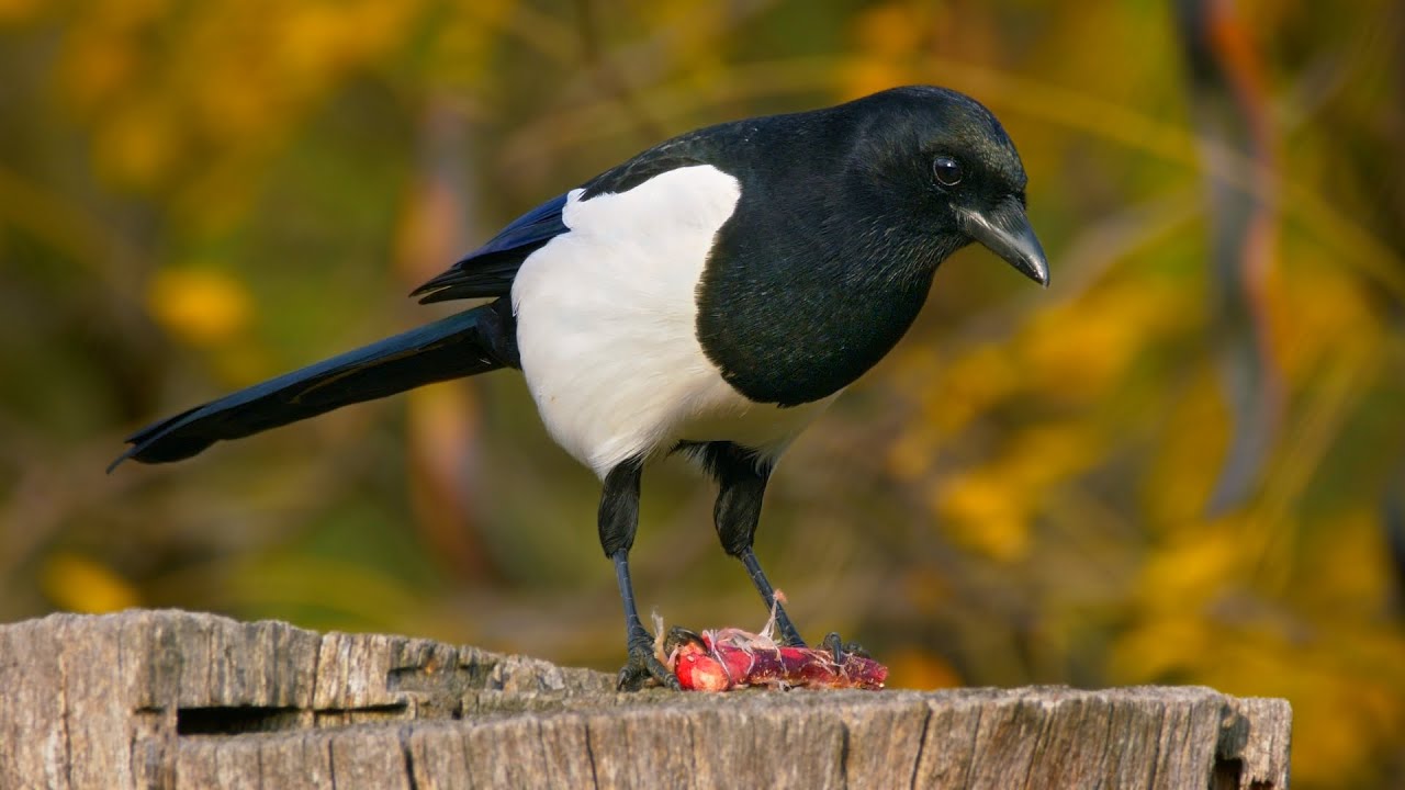 Pega-rabuda desfruta de um petisco saboroso ~ Pica pica 🐦🍖