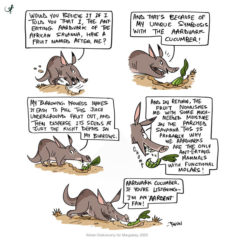 The aardvark and the melon (cartoon)
