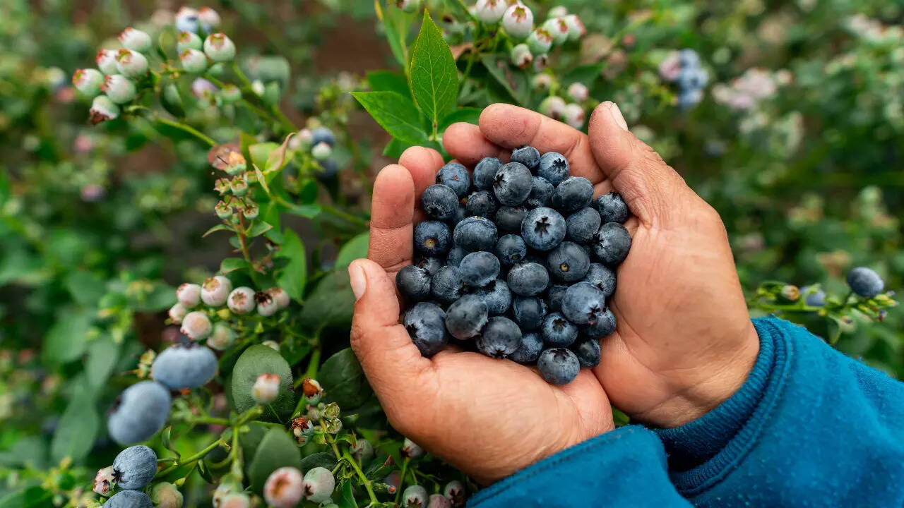 Why one should eat blueberries daily and the right way to eat them