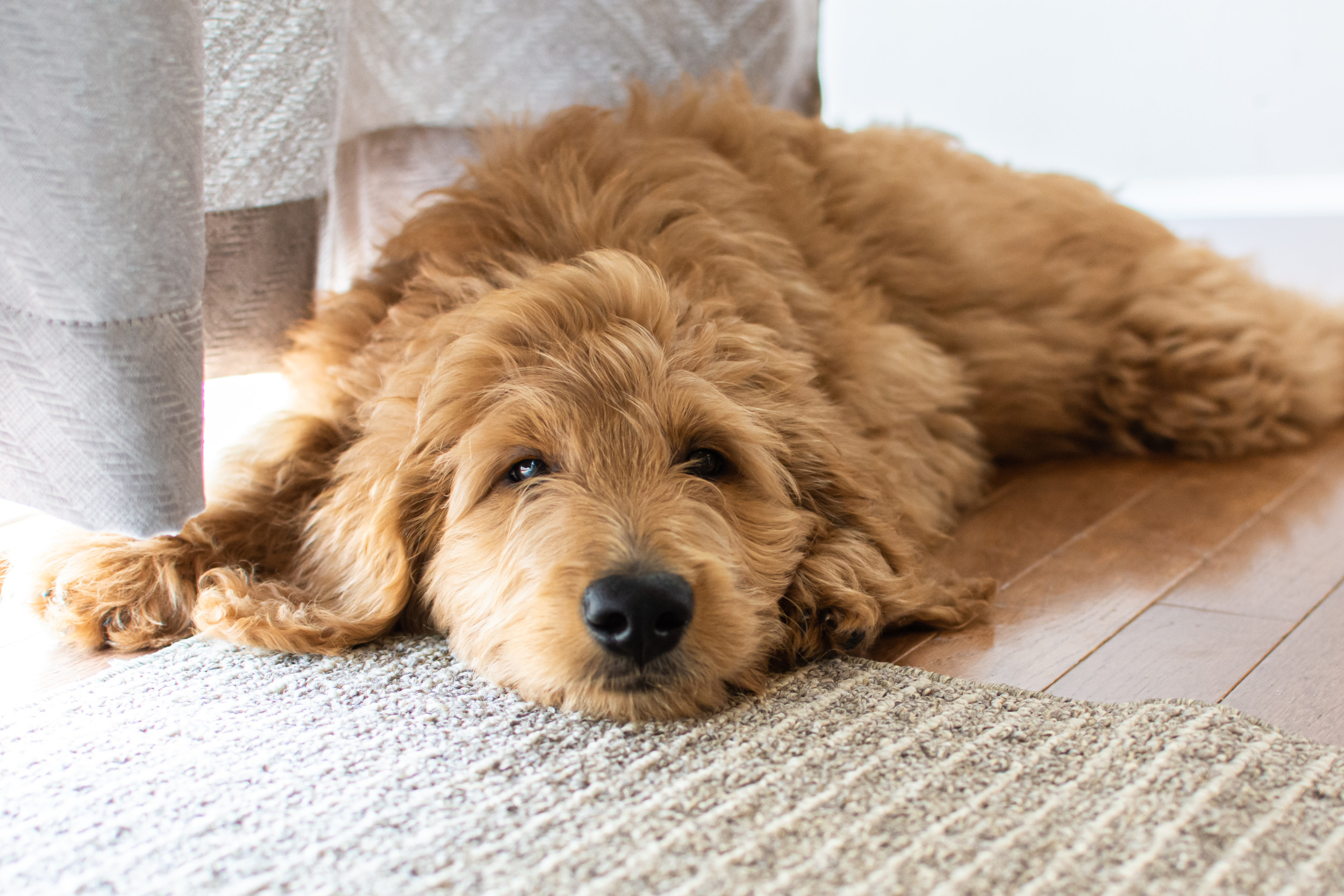 Woman gets mini-goldendoodle prepared for color fading—then comes the shock