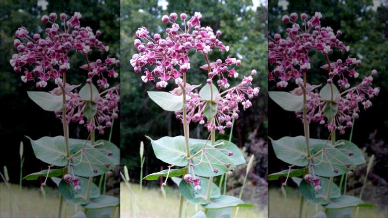 10 Varieties Of Milkweed Butterflies Absolutely Love