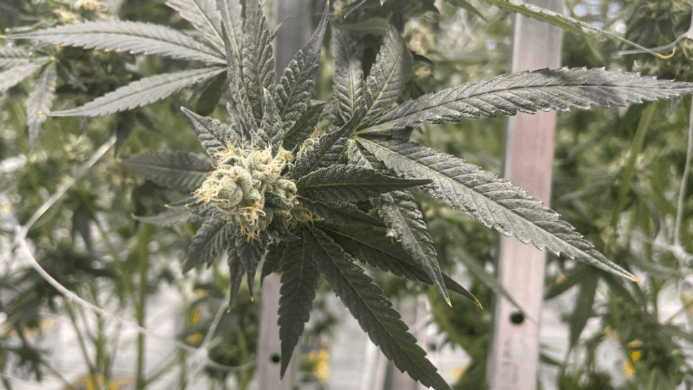 Recreational marijuana sales top $702 million one year after sales began