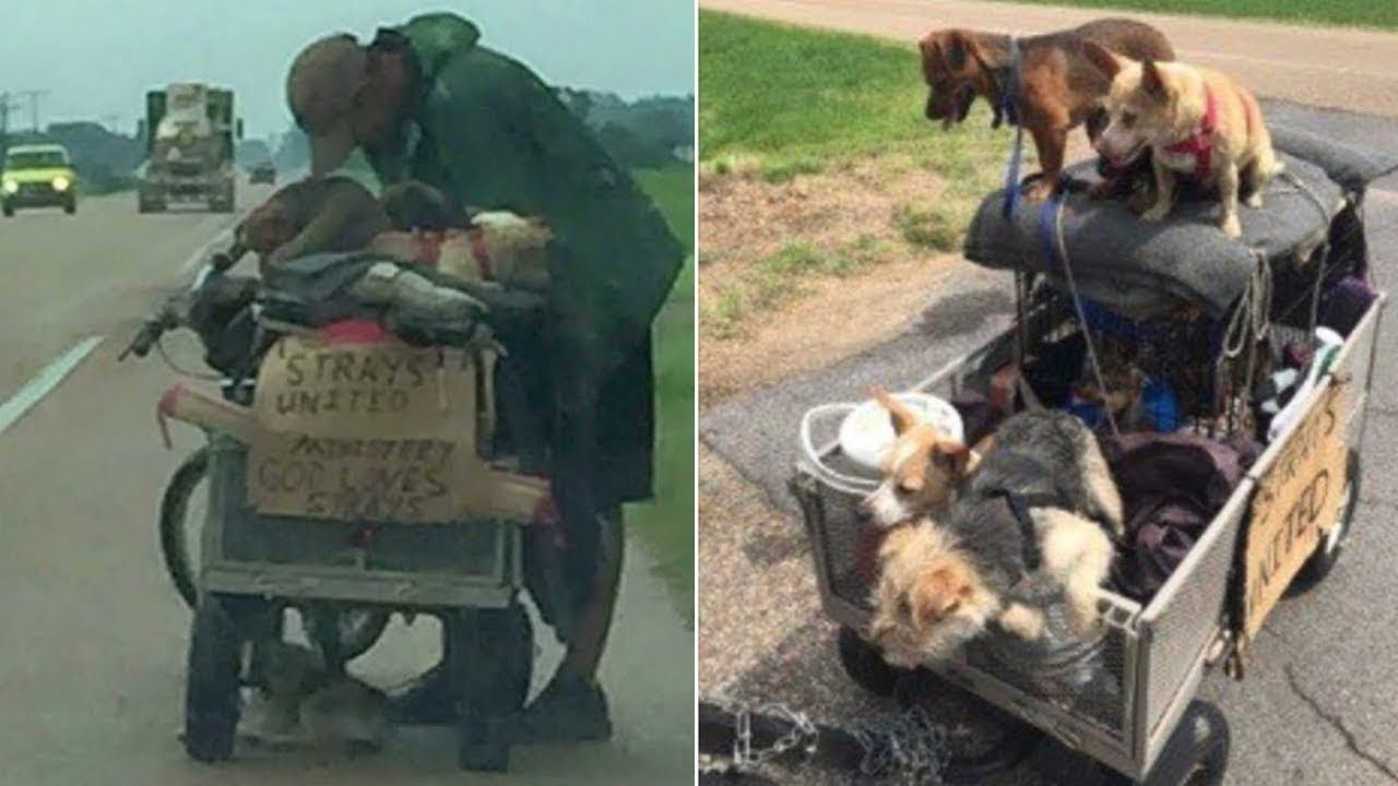 Homeless Man Traveling Across USA With 11 Stray Dogs He Rescued Gets A ...