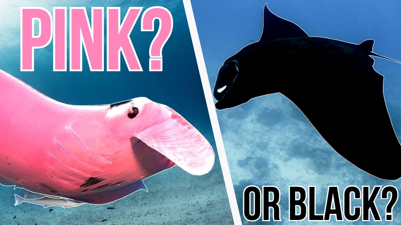 Not Albino, Not Melanistic – These Color Morphs Are Next-Level Weird