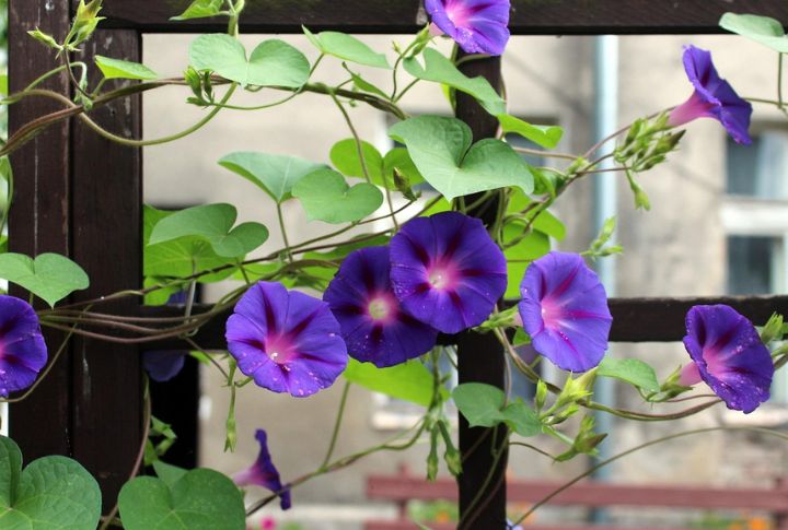20 Common Weeds Every Homeowner Should Know By Sight