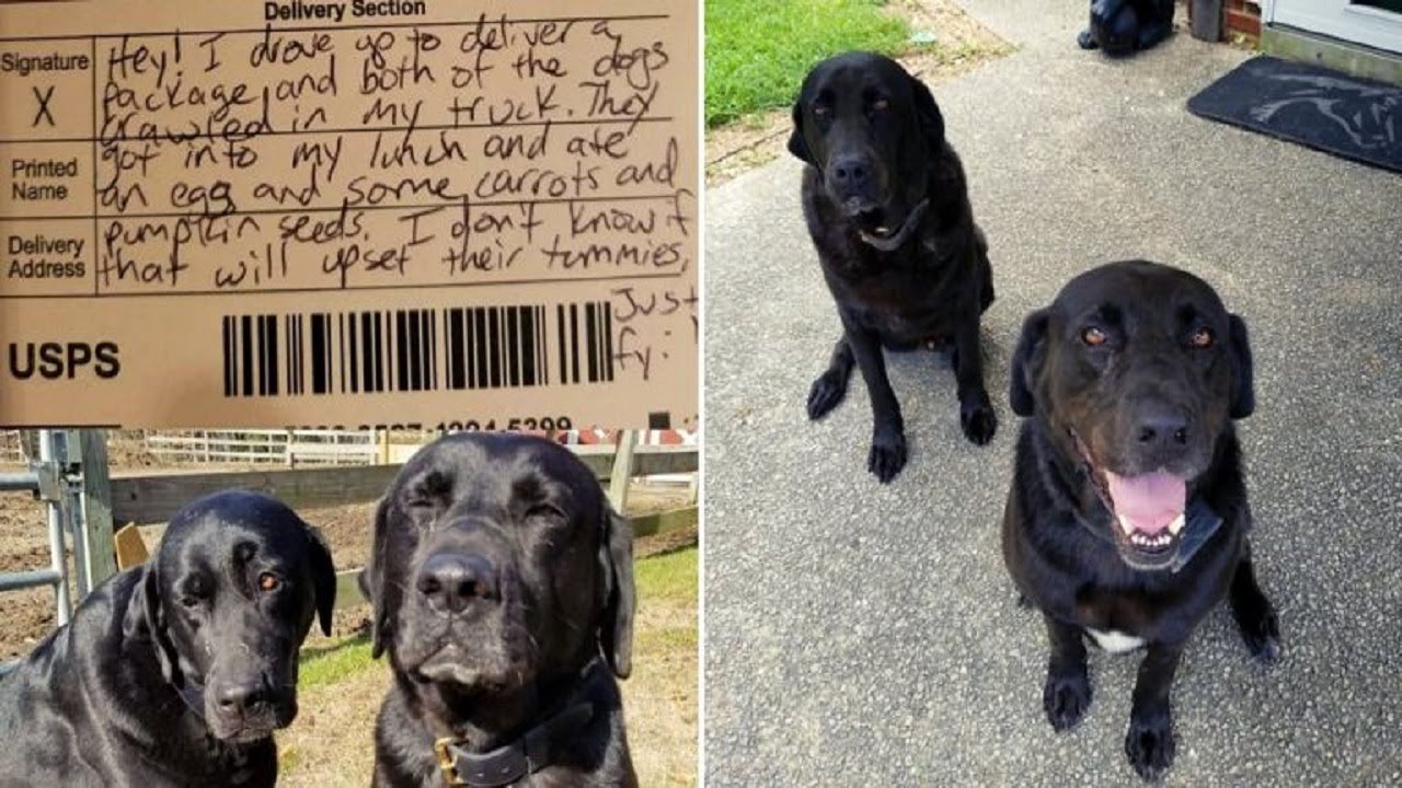 Dogs Sneak Into Mail Carrier’s Truck And Steal His Lunch, Send The Most ...