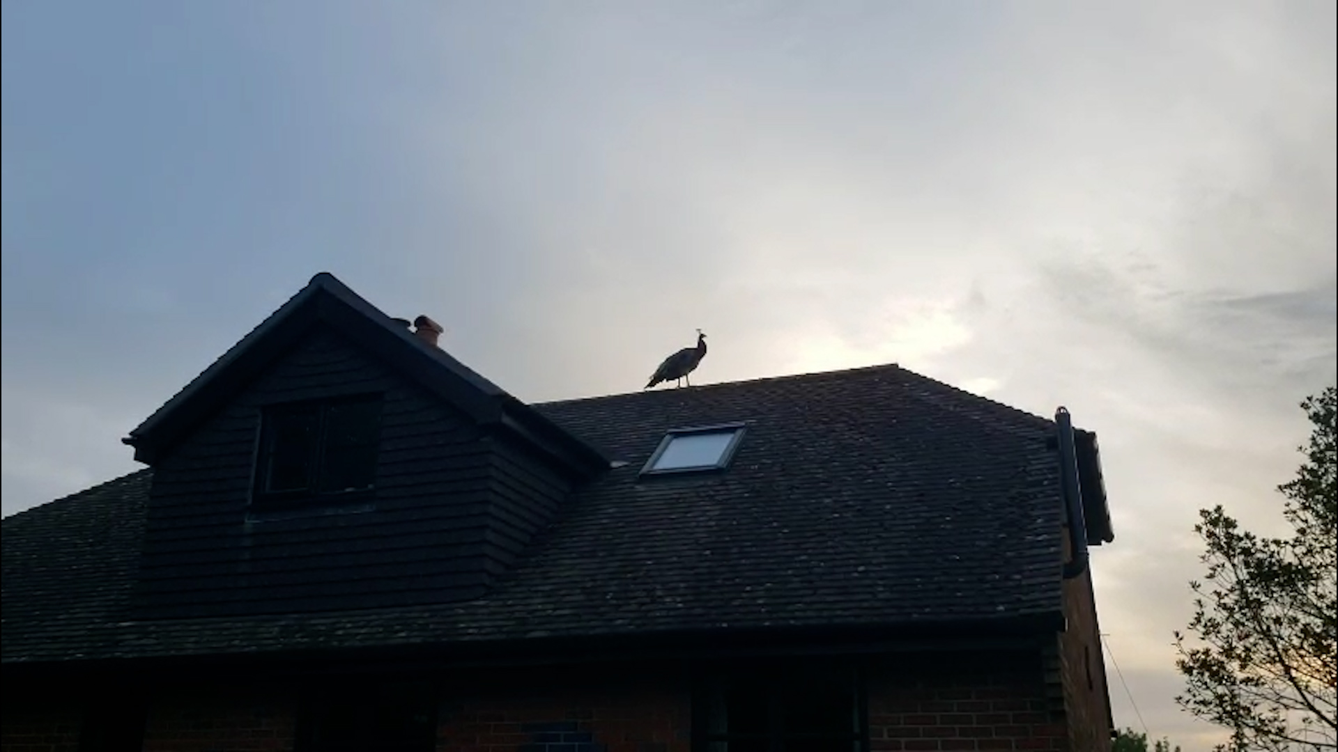 Peacock terrorizes town with 5am mating calls and destroyed veg