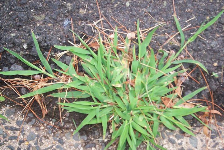 20 Common Weeds Every Homeowner Should Know By Sight