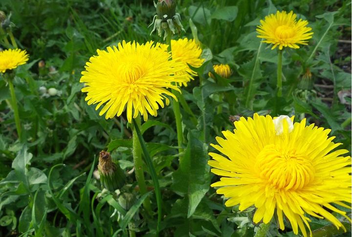 20 Common Weeds Every Homeowner Should Know By Sight