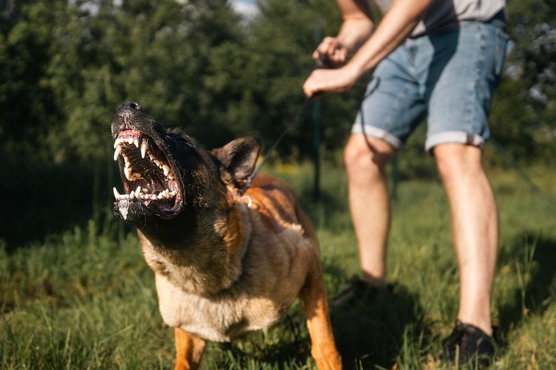 Woman attacked by dog at 3am as child aged two also savaged by XL Bully