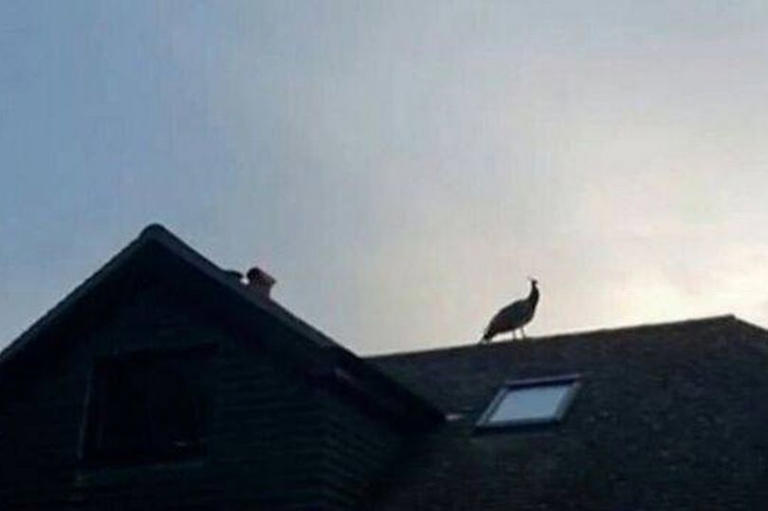 BBC presenter admits 'I'm going to do it anyway' as they defy boss' order