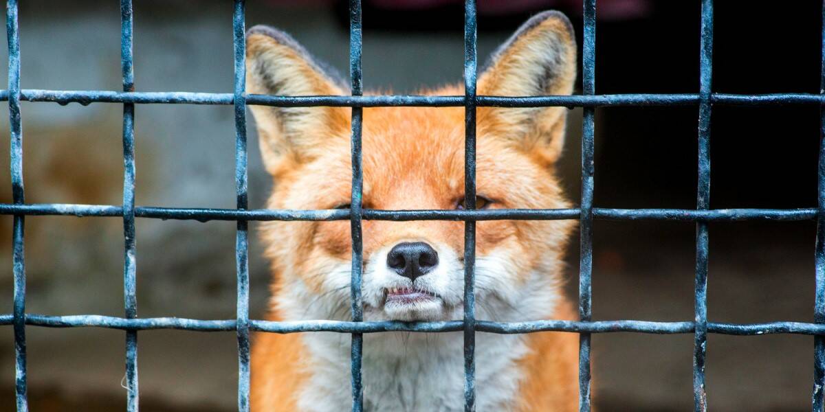 Firefox is fine. The people running it are not