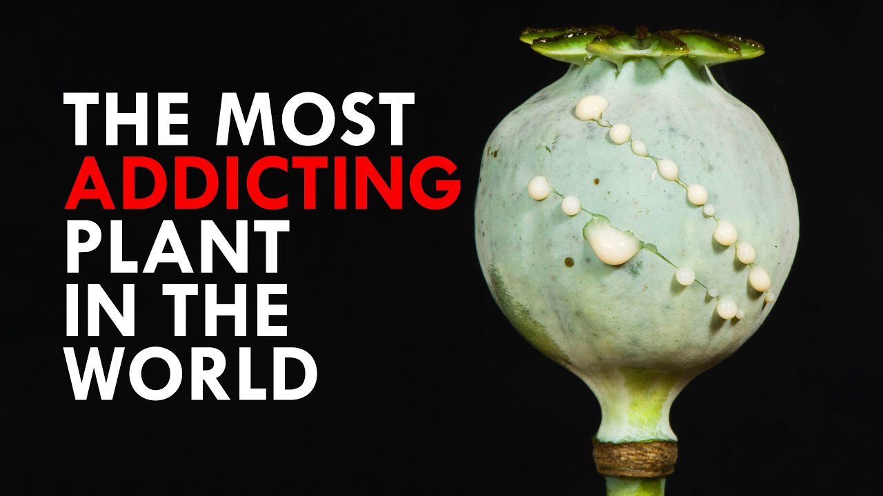 Why This Innocent-Looking Plant Is So Dangerous