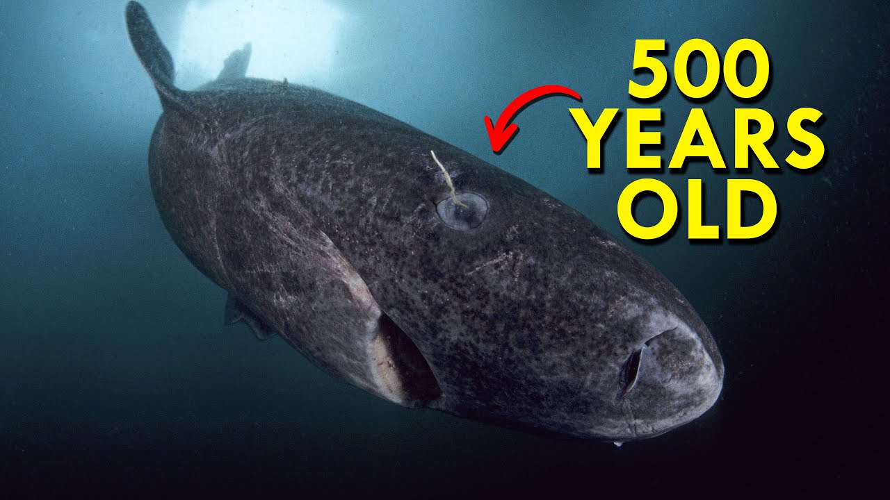 The Greenland Shark: A Living Fossil of the Deep