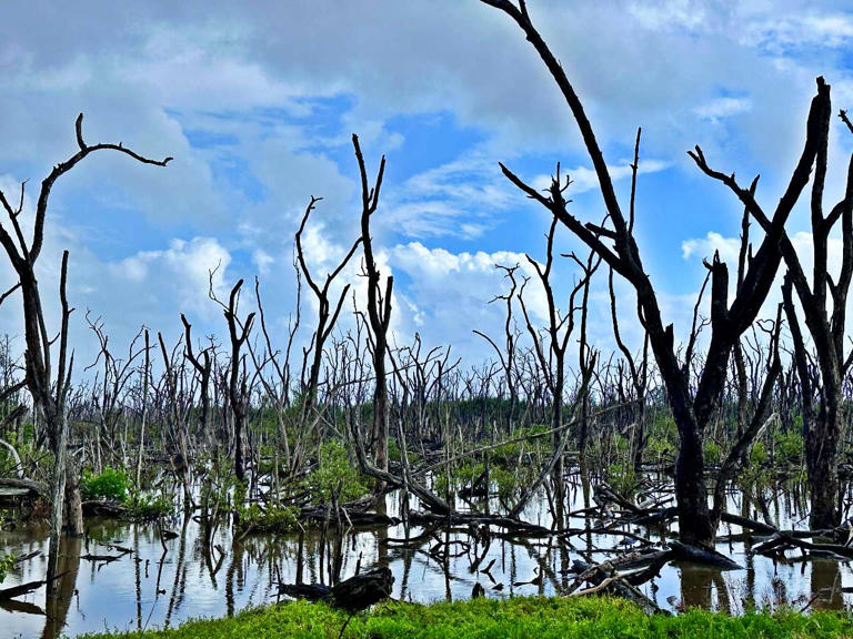 Unlock the Wildness of Everglades National Park