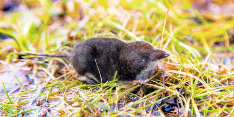 Det er ikke en rotte: Når du ser dette dyr i din have, skal du være særligt opmærksom