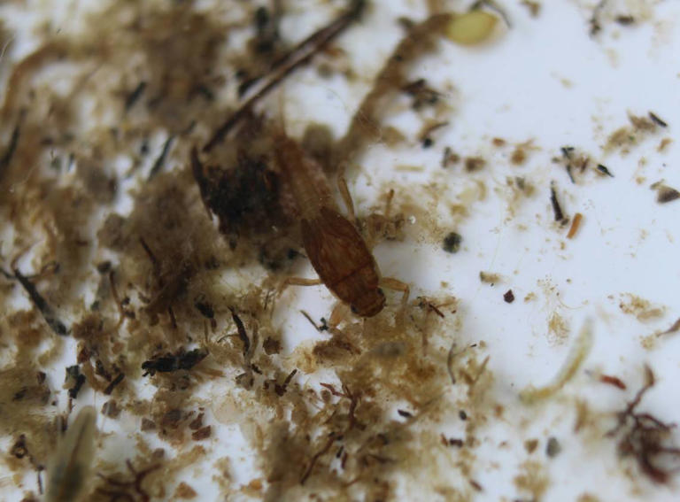This insect is teaching Timberline High students about Boise ecosystems ...