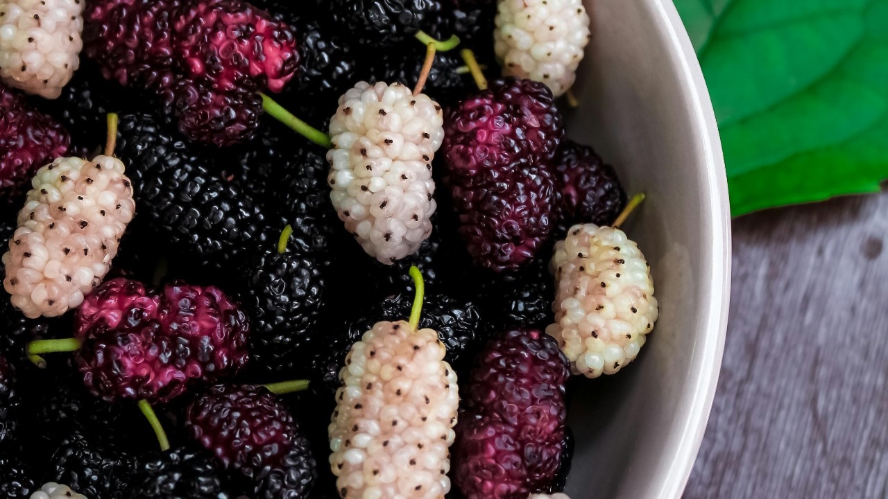 Is mulberry extract the secret to clear, radiant skin? Find out