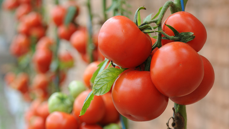 The Secret To Growing The Best Tomatoes Is Already Sitting In Your ...