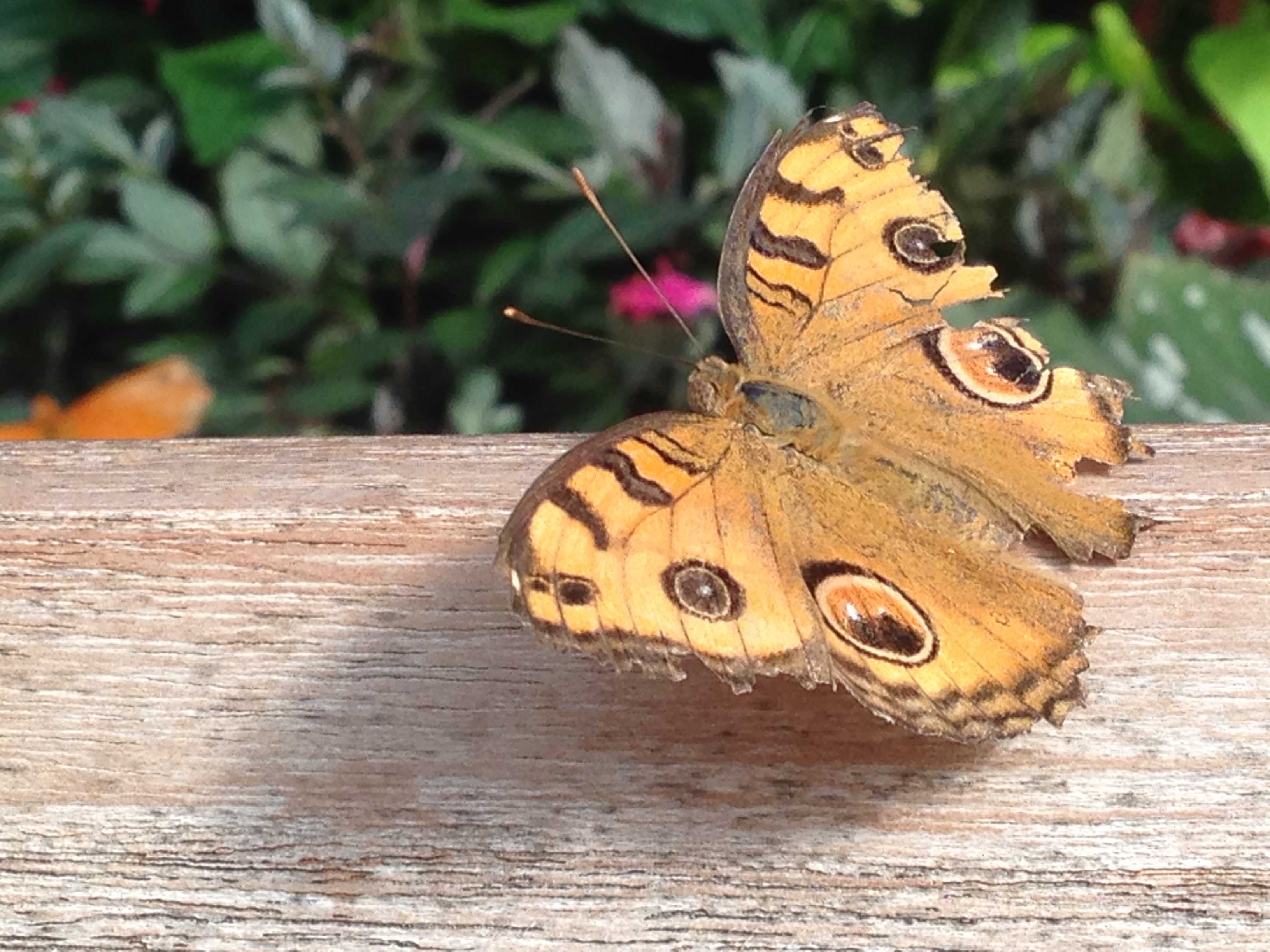 Krohn Conservatory Butterfly show highlights gothic era