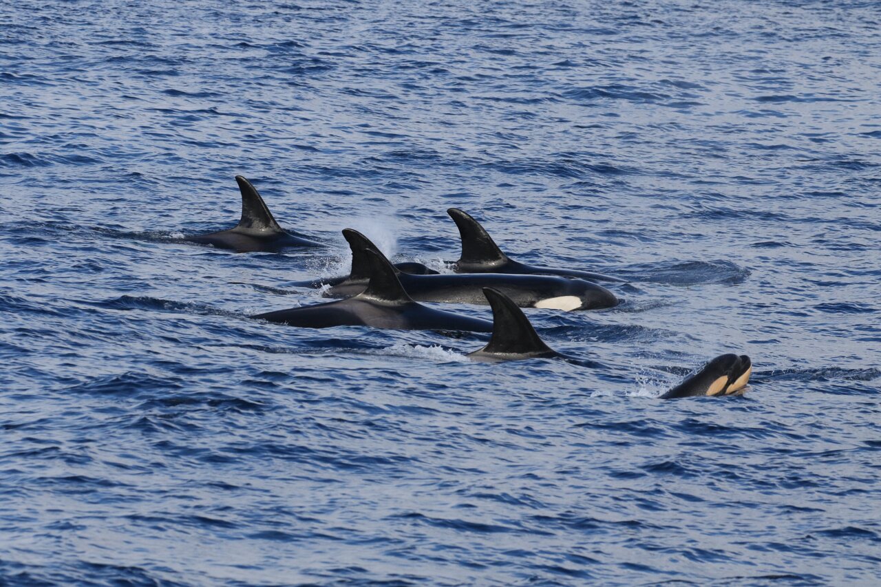 New study maps key regions for killer whales in Australian waters