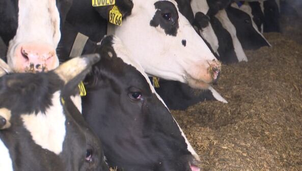 New $250 million dairy processing plant eyes Jefferson County