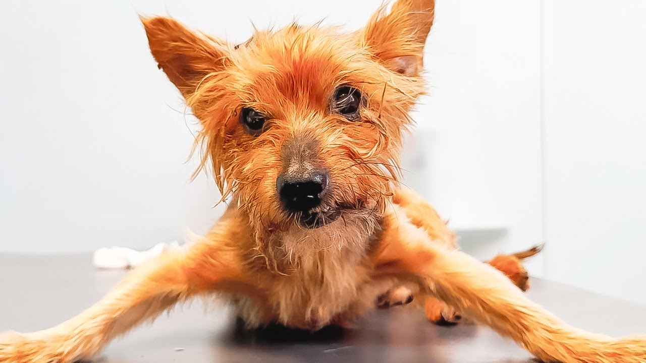 Sweet old Yorkie heartbreak – betrayed by his family