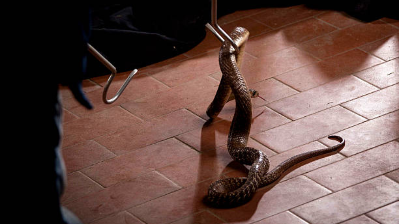 Snakes in the bathroom? Kitchen? Here’s why it happens—and how to stop it