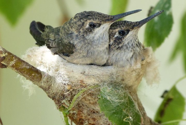 10 Unexpected Nesting Timelines Across The Bird World