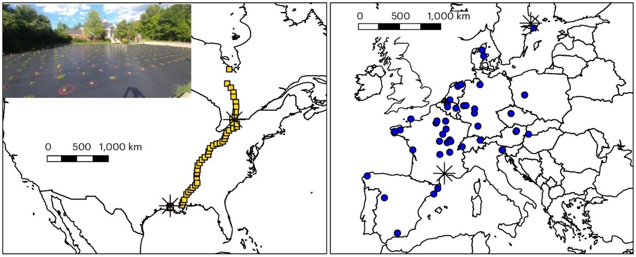 White clover study reveals genetic architecture that allows invasive ...