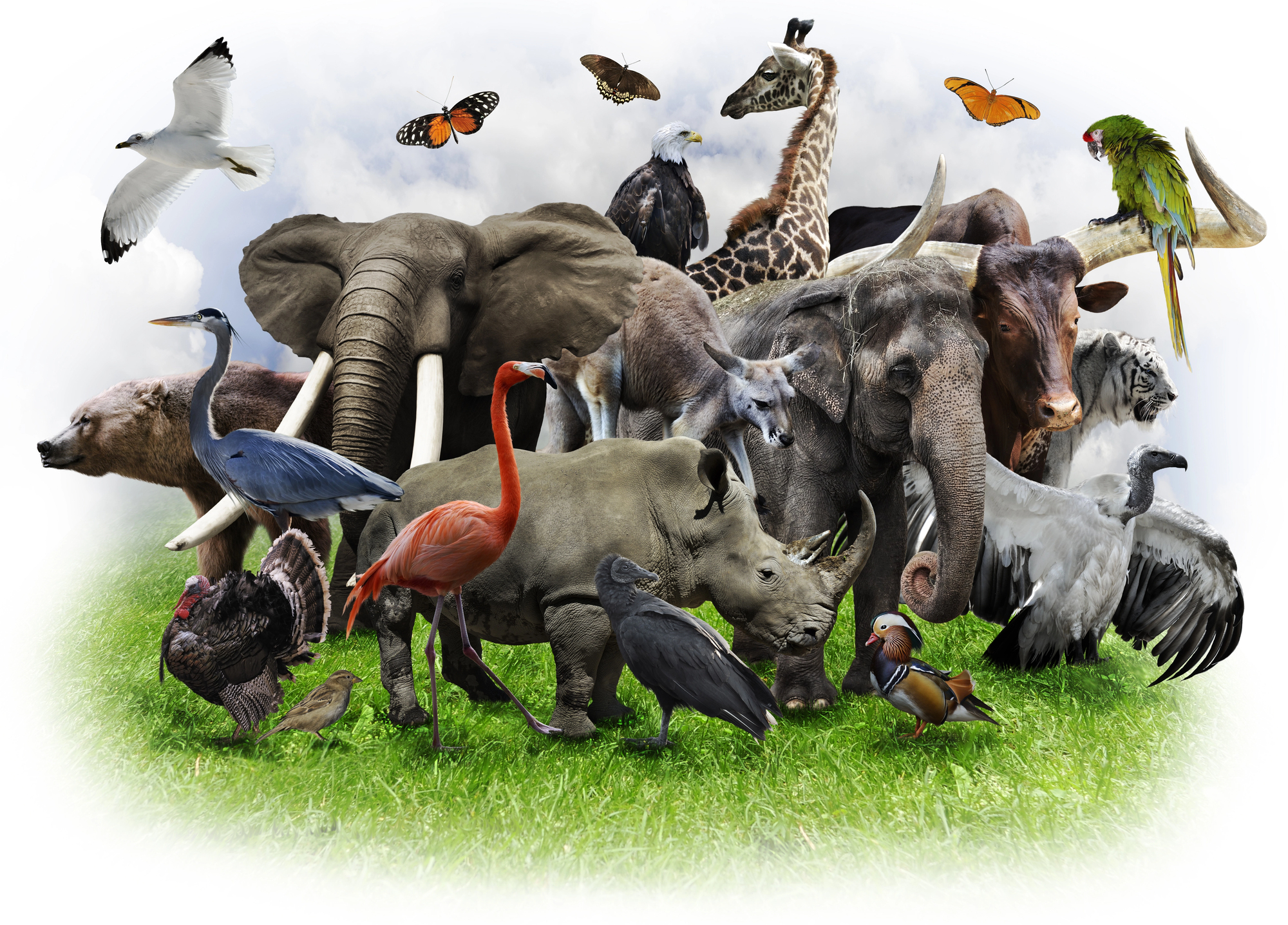 14 Times Animals Changed Human History