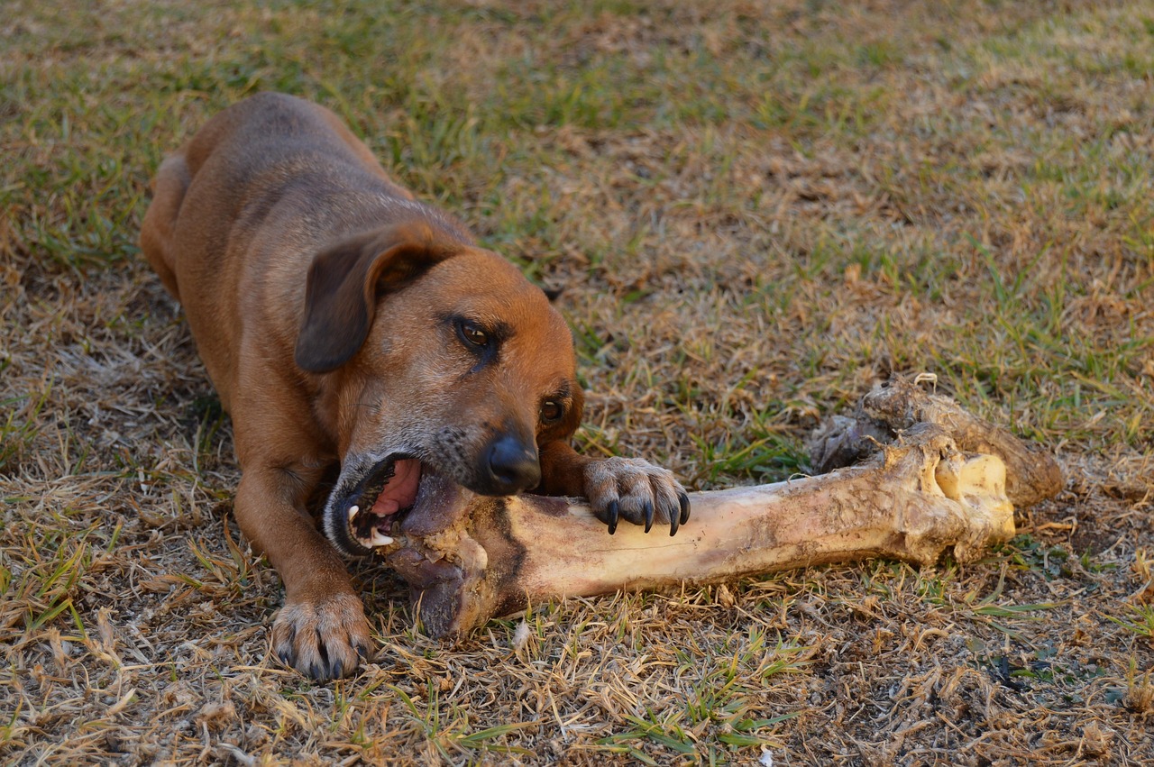 11 Subtle Signs Your Dog Is in Pain (But Hiding It)
