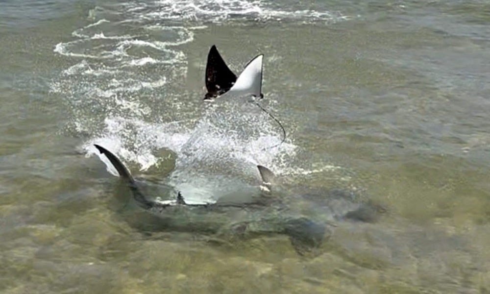 Watch: Ray uses fins to fly in great escape from hammerhead shark