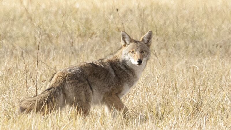 13-year-old girl and father bitten by coyote in Watertown, officials say