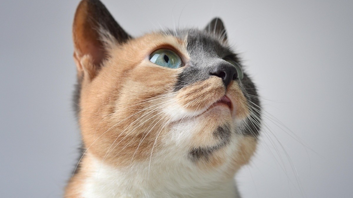 What to do if your cat is restless: 8 things that comfort him