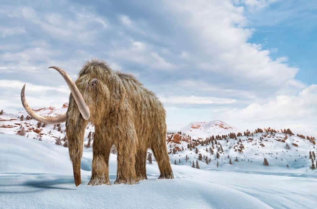 What drove North America’s large mammals to extinction after the last ...