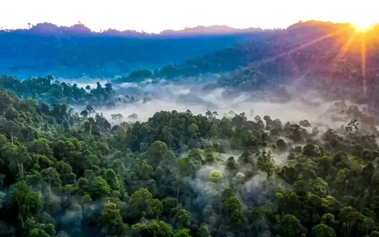 NGO calls for Sirim QAS suspension from timber certification scheme