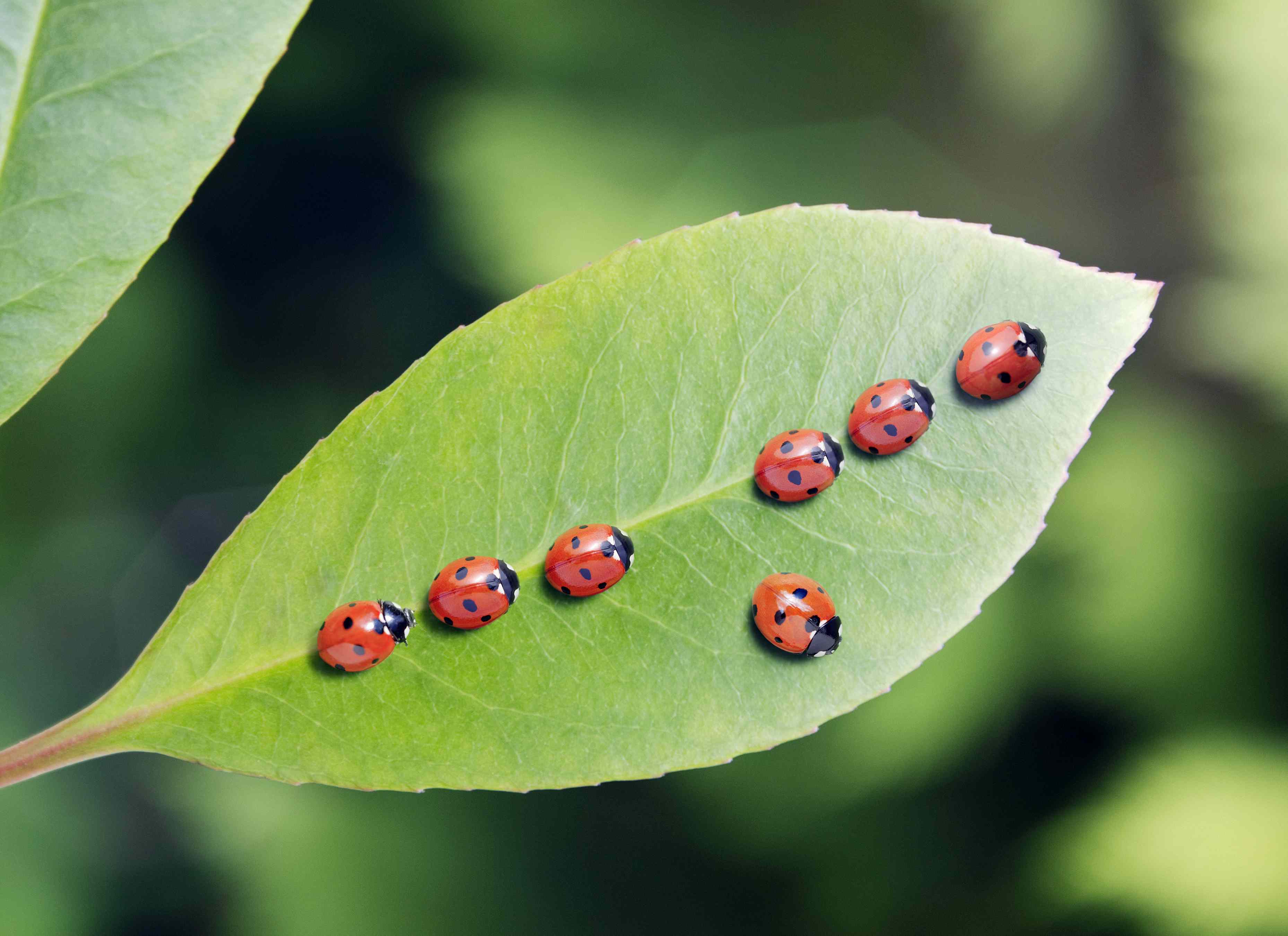 Don’t Buy Ladybugs—Here’s How to Attract Them Naturally to Eliminate ...