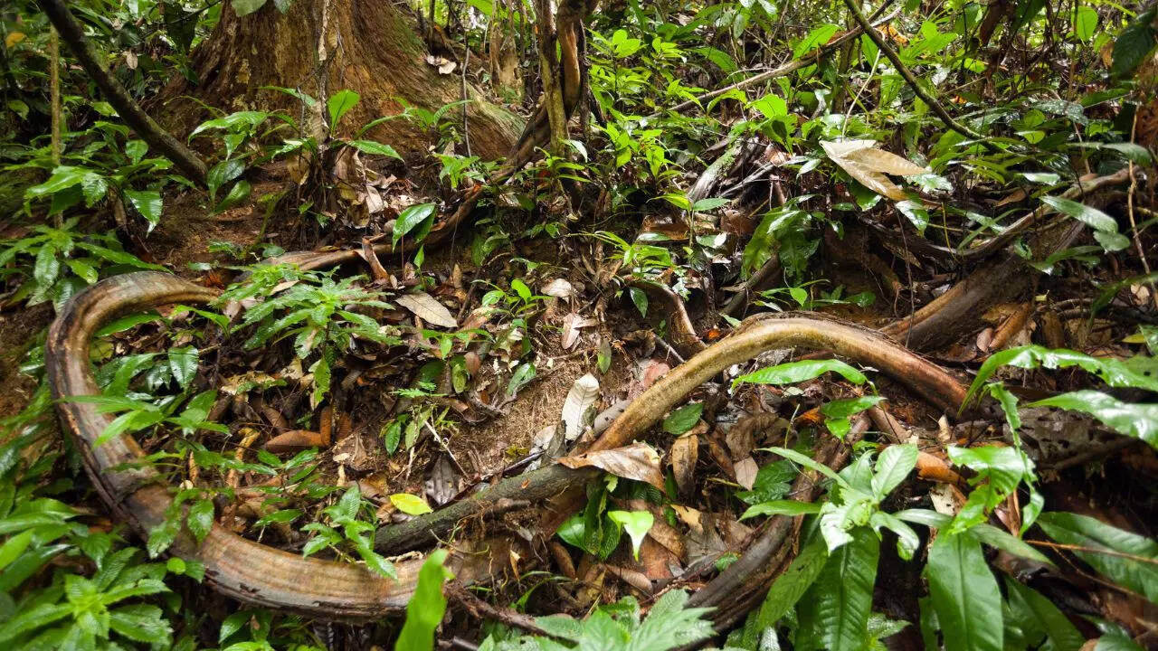 Snake or plant? These creepy-looking species will surprise you