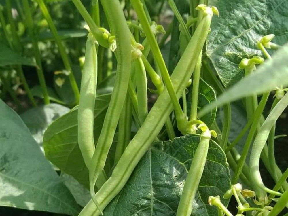 Timing it right for best, crisp and tender green beans