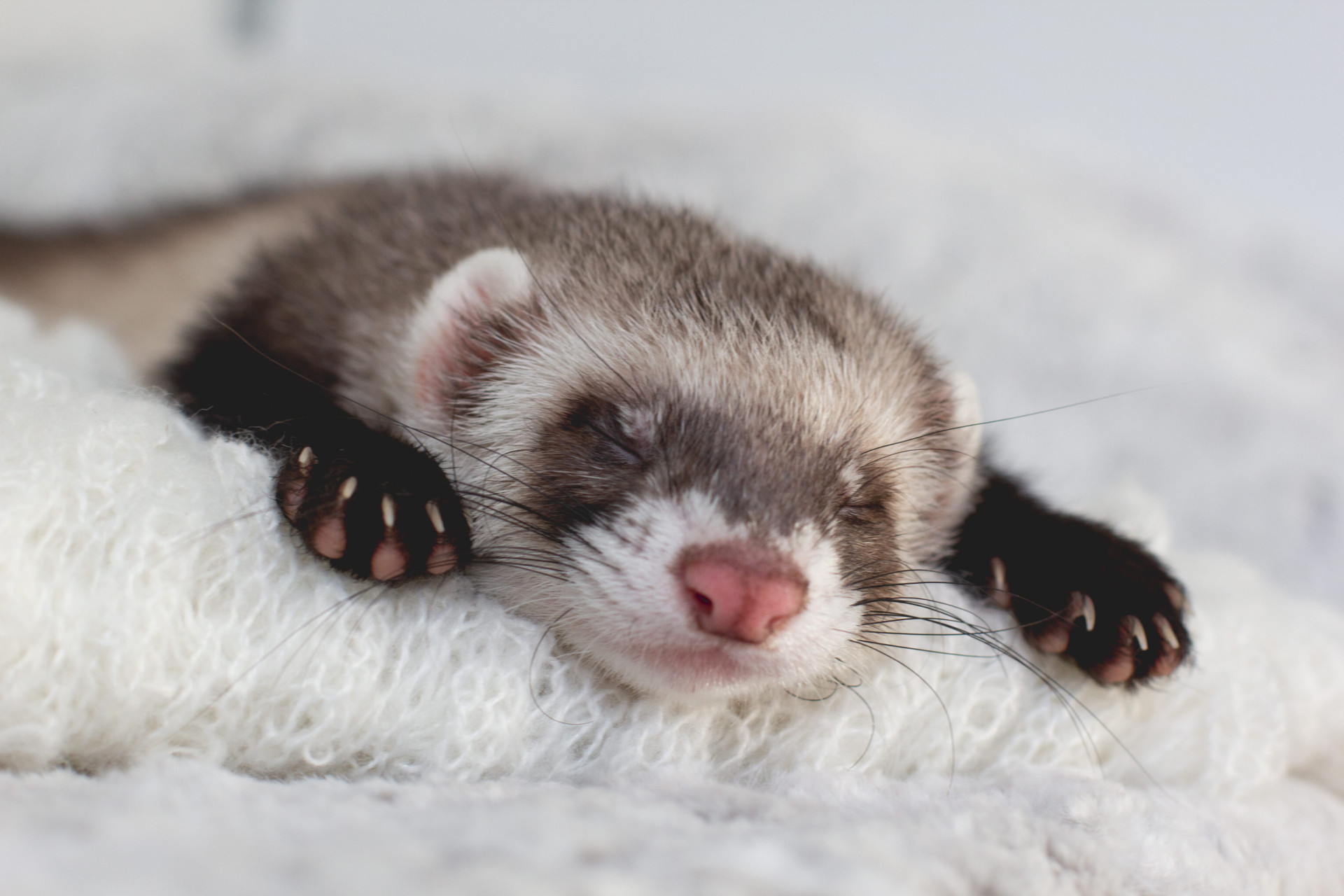 Fantastically fun facts about ferrets
