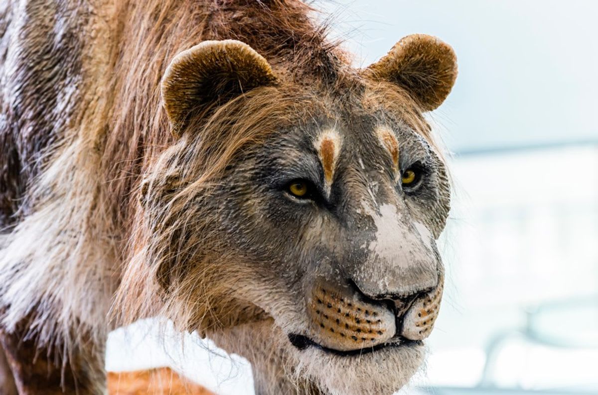 Neanderthals Repurposed Cave Lion Bones Into “Multifunctional Tools ...