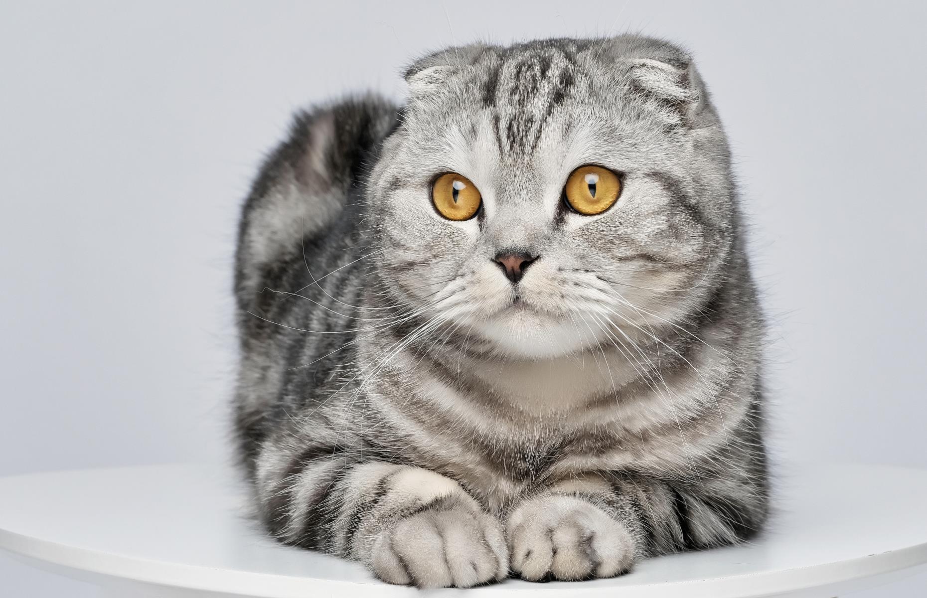 The 10 most expensive cat breeds, ranked
