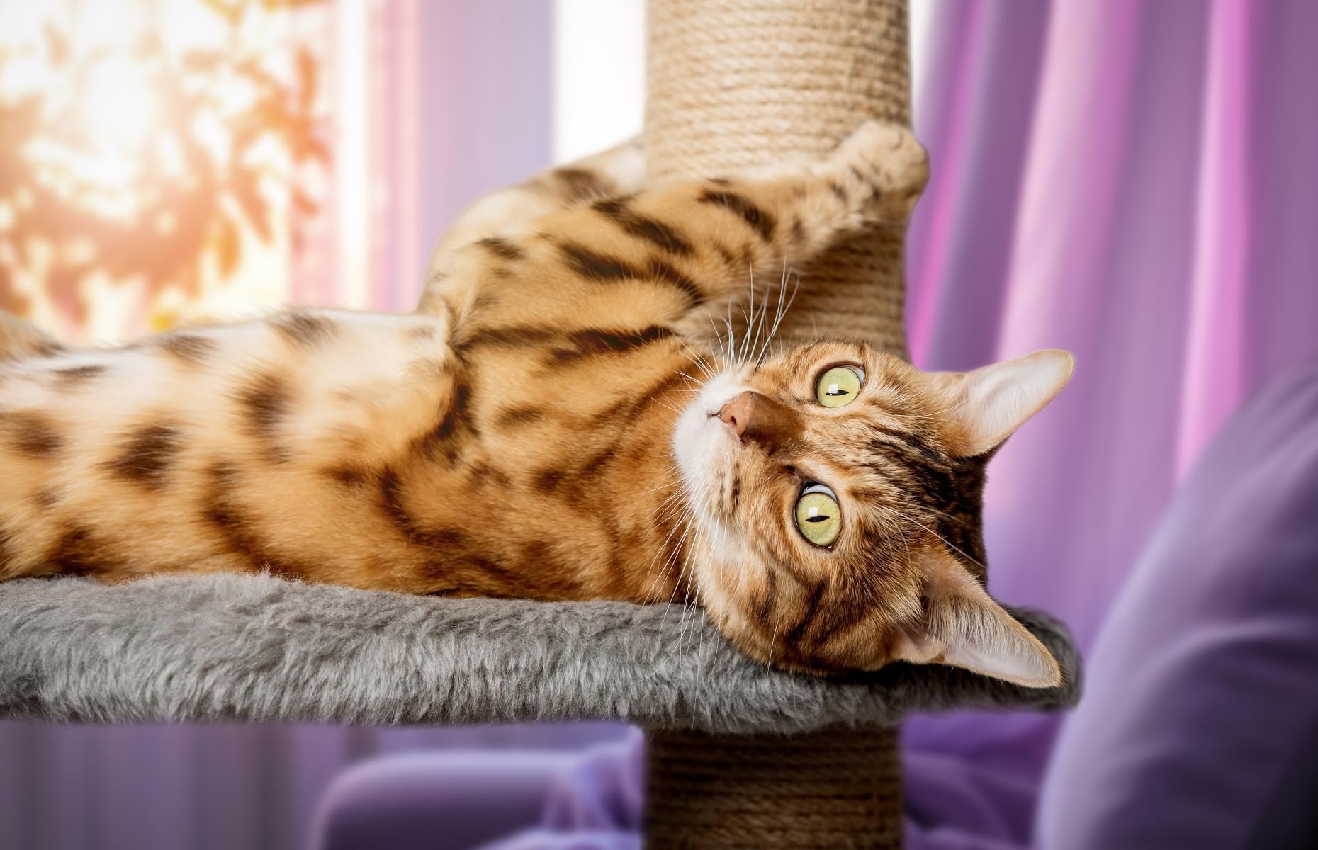 The world's 10 most expensive cat breeds, ranked