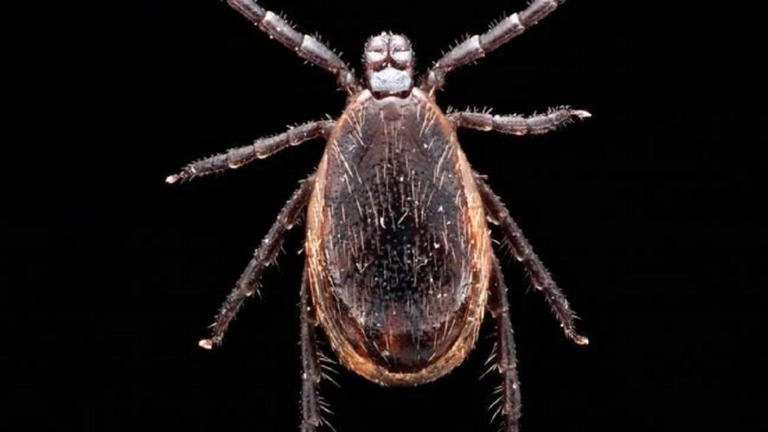 Ticks Bring New Health Threat to Mid-Atlantic