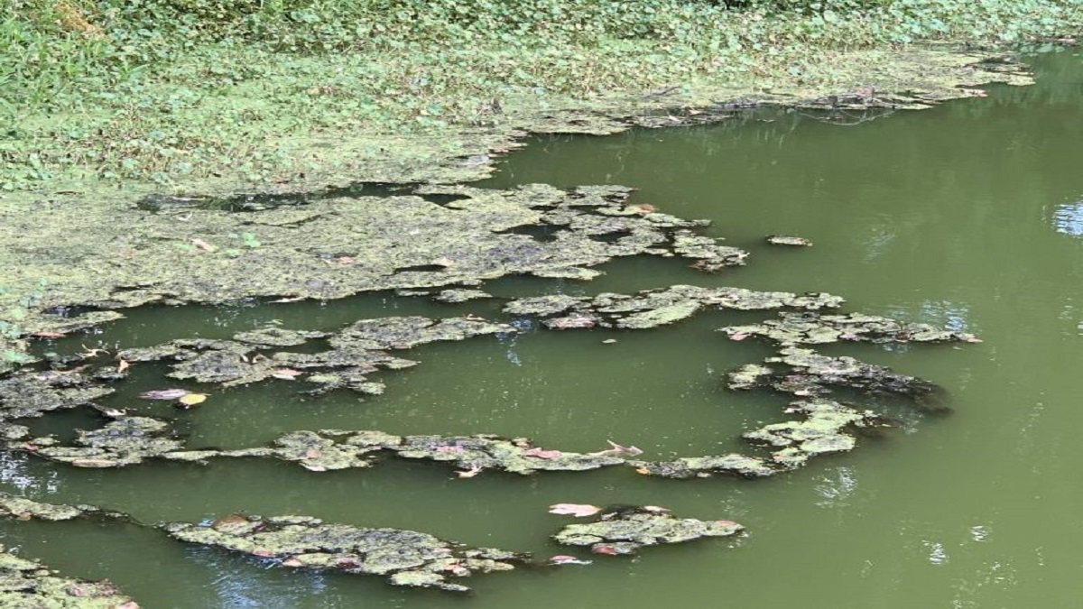 Toxic Algae Mats Threaten Pets in Maryland Waters