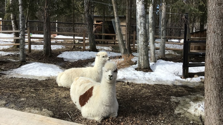 Little Zoos In America That Are Extremely Underrated, According To Visitors