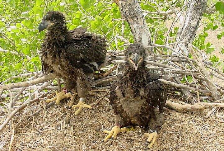 10 Unexpected Nesting Timelines Across The Bird World