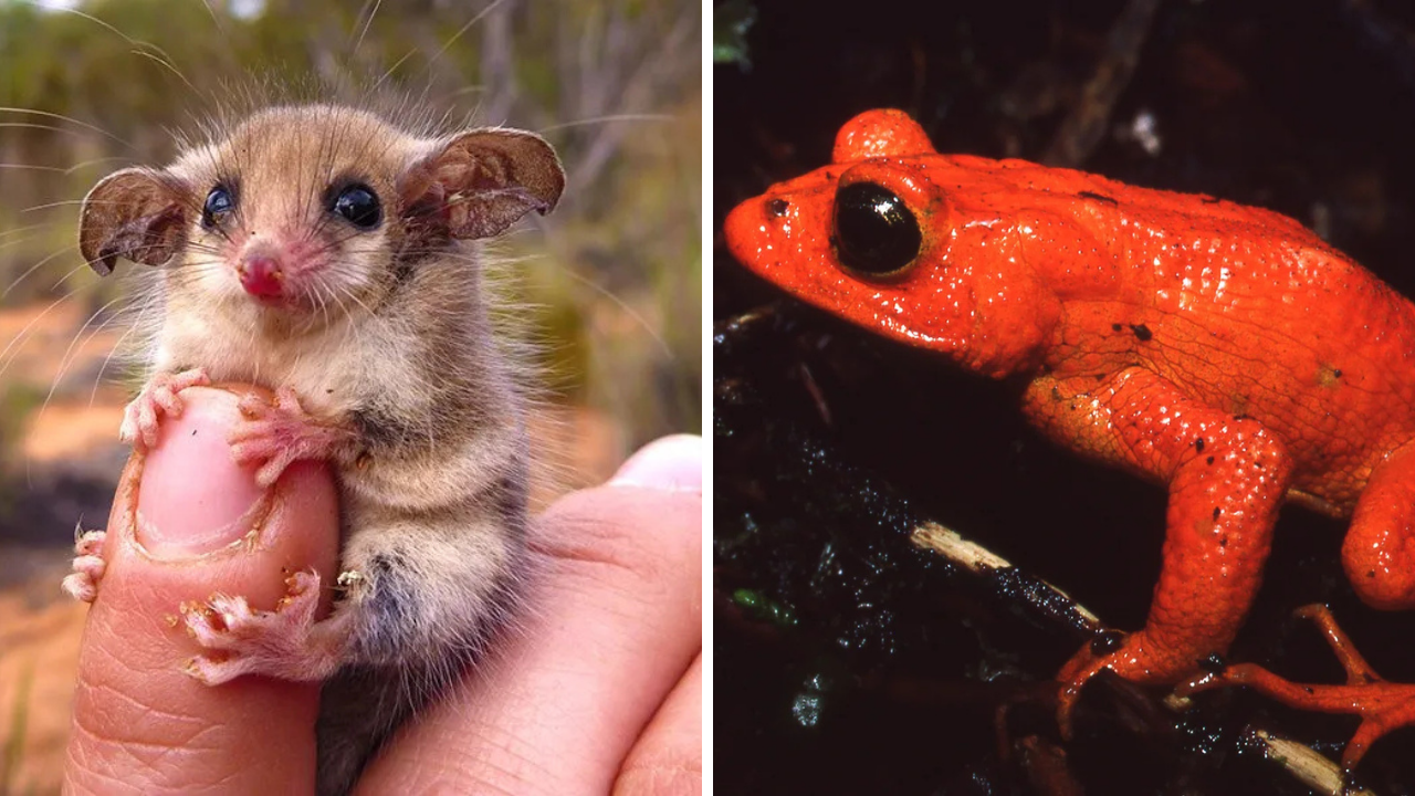 These 30 Animals Were Once Thought to Be Extinct