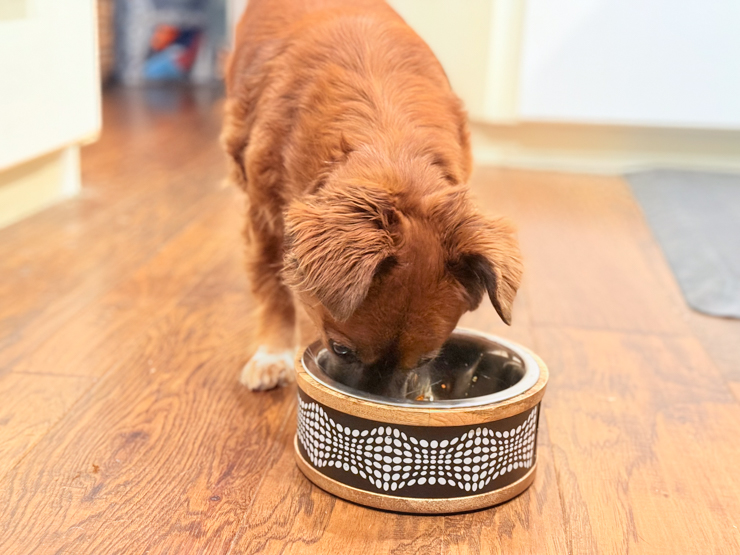 Homemade Dog Food in Slow Cooker: A Nutritious Recipe for Your Furry Friend